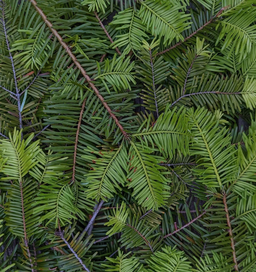 Tall Tree Health - Greater Vancouver & Victoria