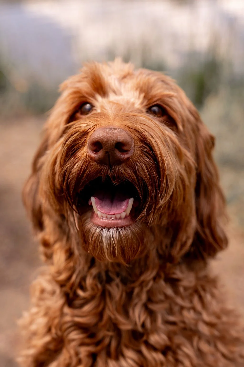 About 1 — Lobo Tails Pet Care