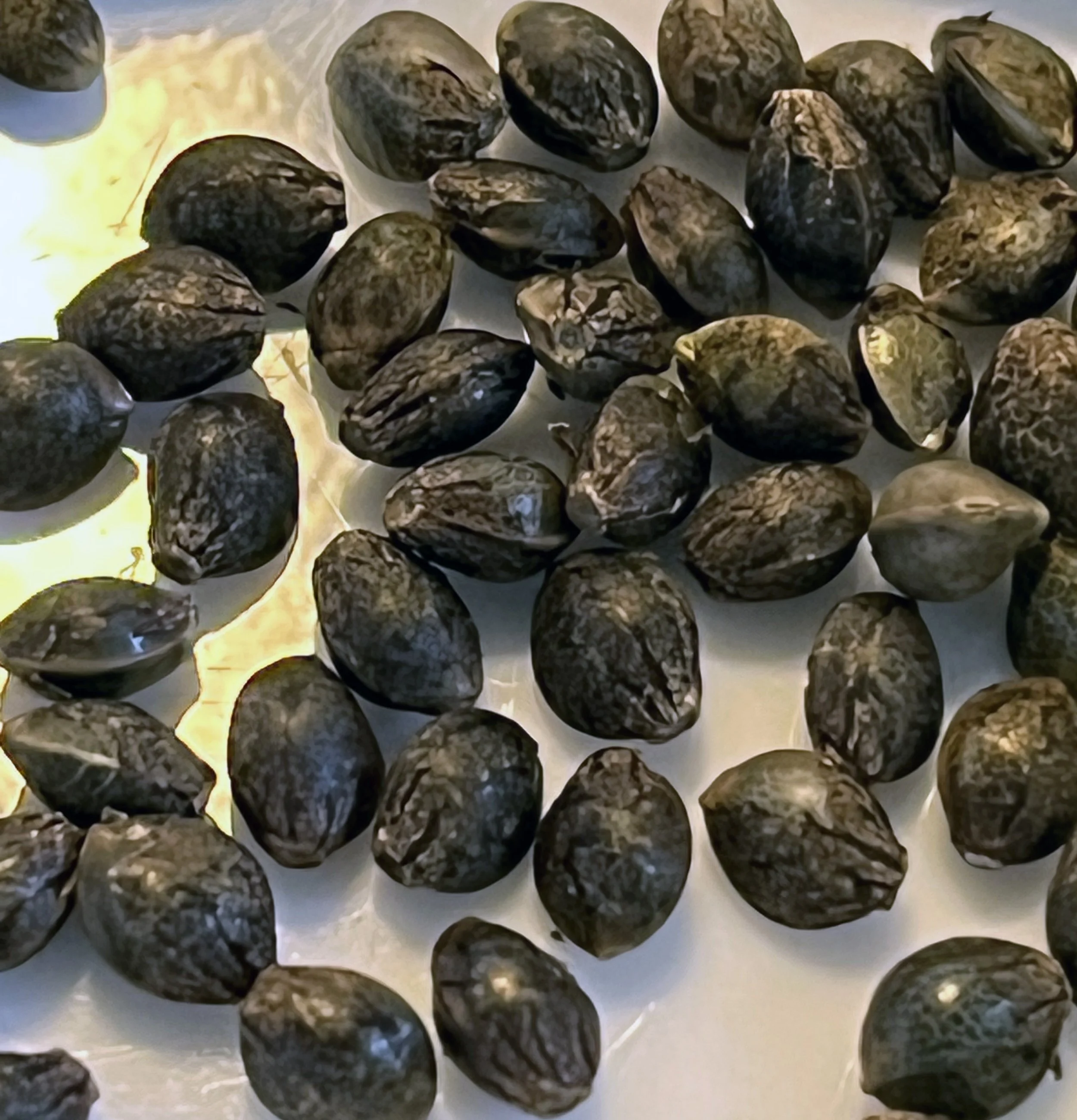 Store — Maui Jane Seed Co.