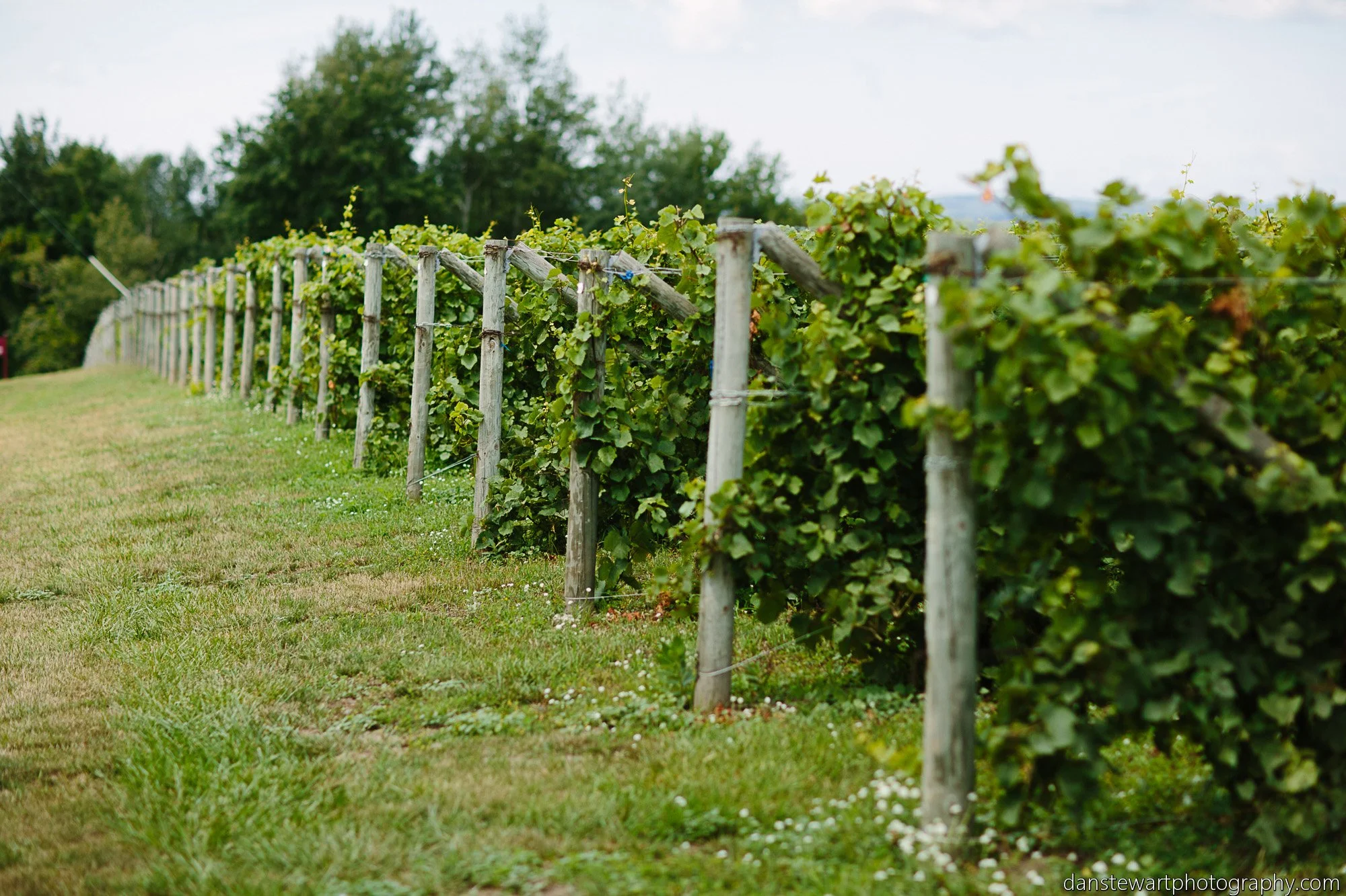 Our Vineyard — Ciccone Vineyard & Winery