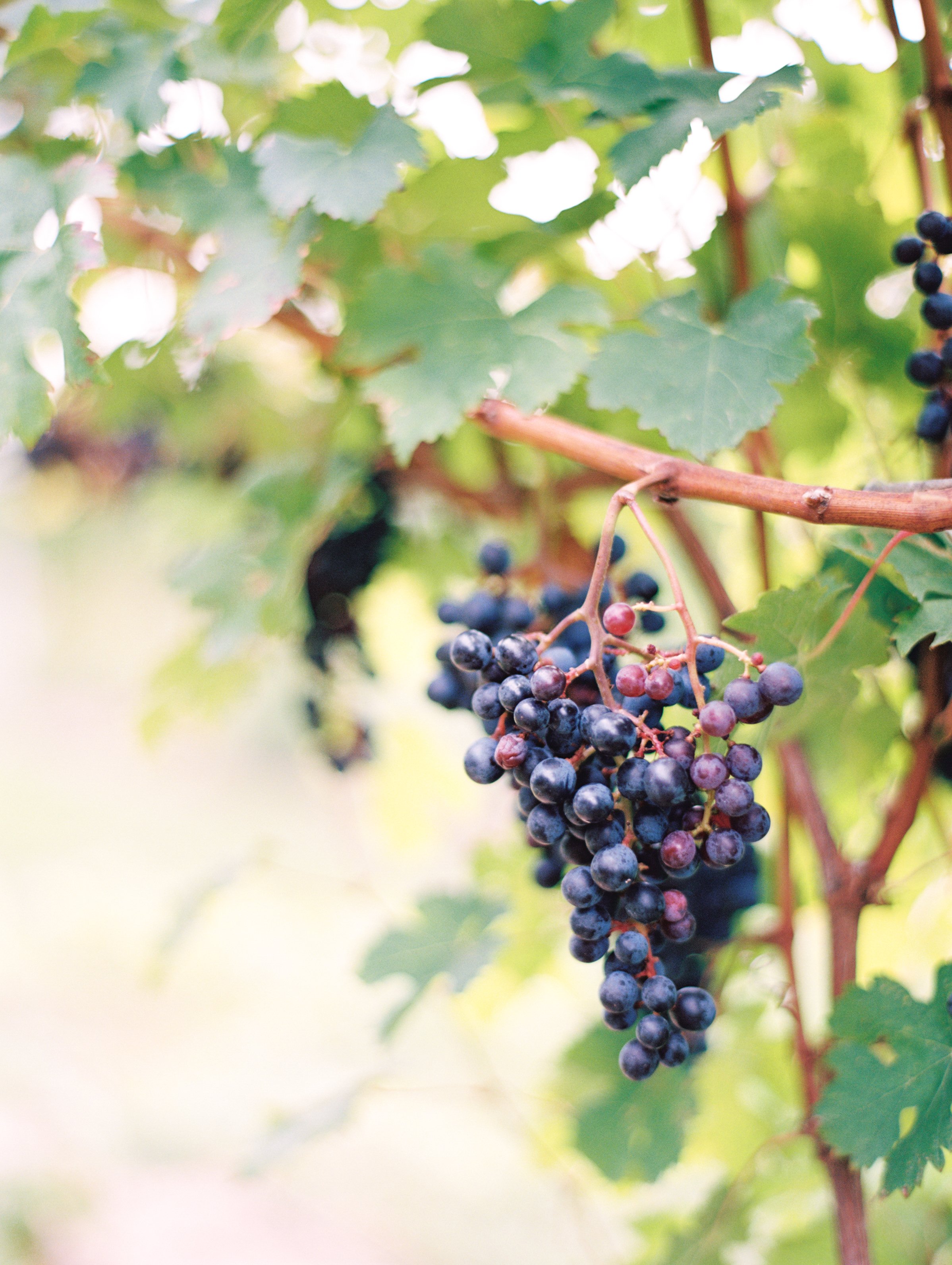 Our Vineyard — Ciccone Vineyard & Winery