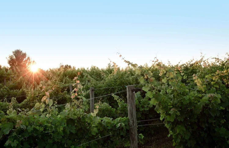 Our Story — Ciccone Vineyard & Winery