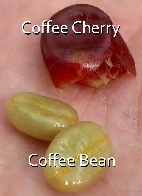 Cascara- A Coffee Cherry Tea from Nicaragua — Forestry Coffee Roasters