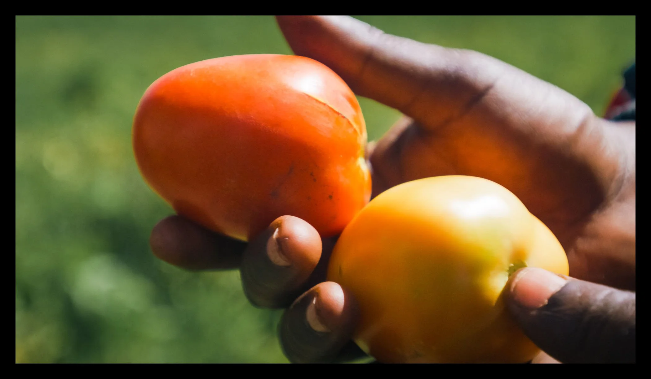 Tolstoy the Tomato Thief
