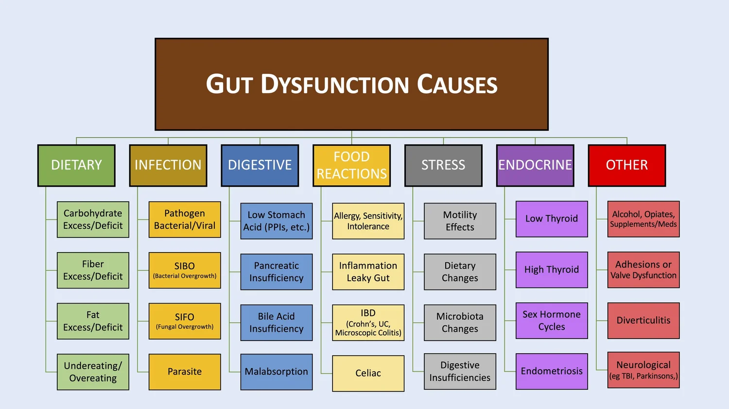 Optimal gut health advice from a naturopathic doctor and certified ...