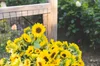 Green Willow Gardens Cut Flower Farm