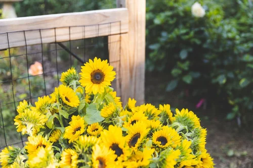Green Willow Gardens Cut Flower Farm