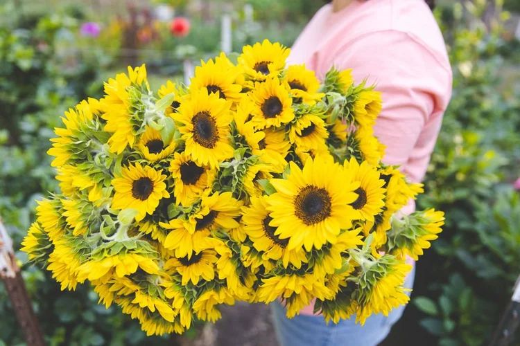 Green Willow Gardens Cut Flower Farm