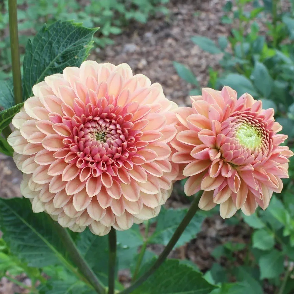 Green Willow Gardens Cut Flower Farm