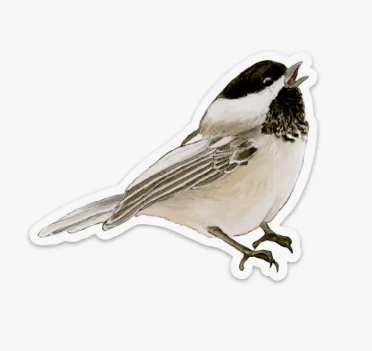 How To Draw A Chickadee