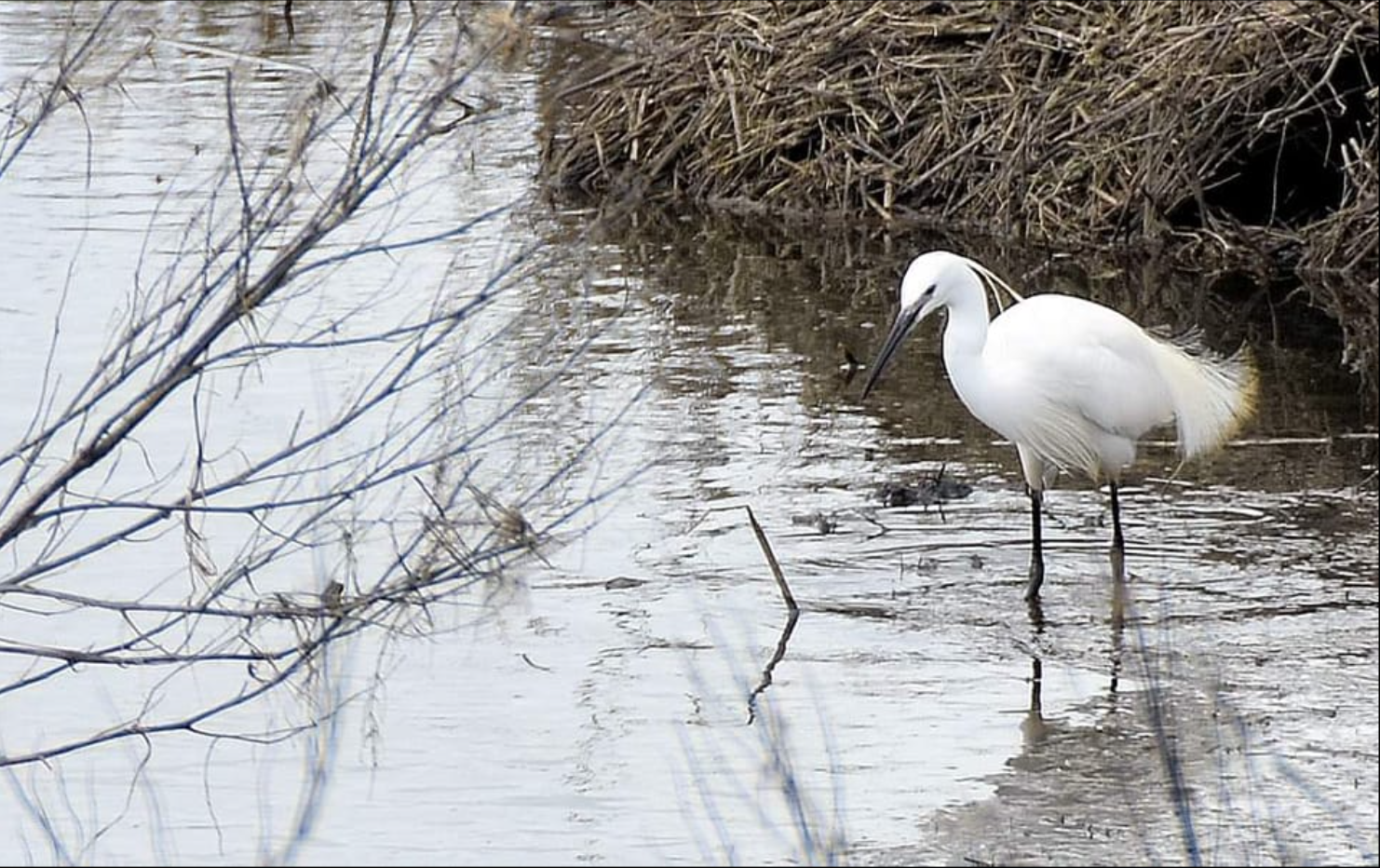 Parkgate Birdwatching — The Parkgate Society