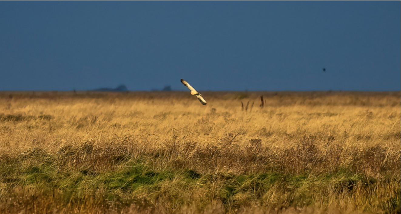 Parkgate Birdwatching — The Parkgate Society