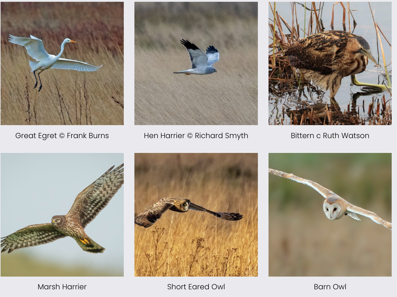 Parkgate Birdwatching — The Parkgate Society