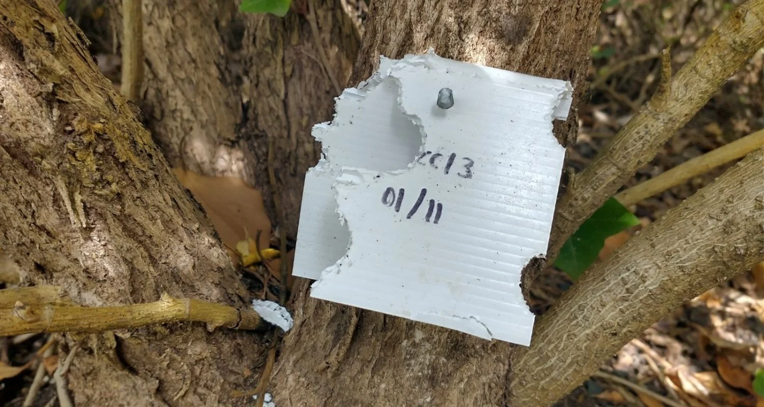 How to use chew cards — City Sanctuary