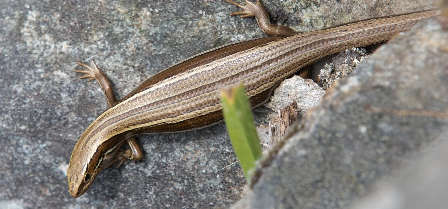 How to make a lizard-friendly backyard — City Sanctuary