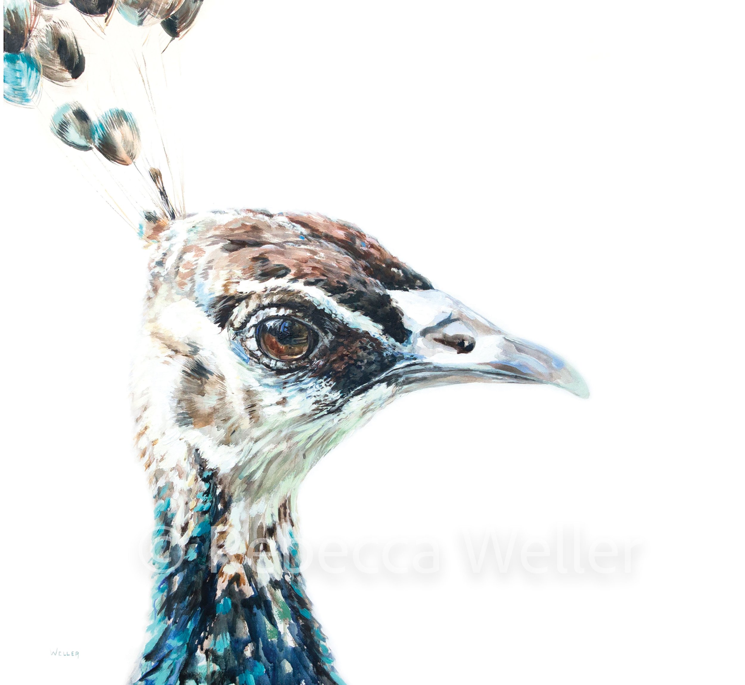 birds — Rebecca Weller