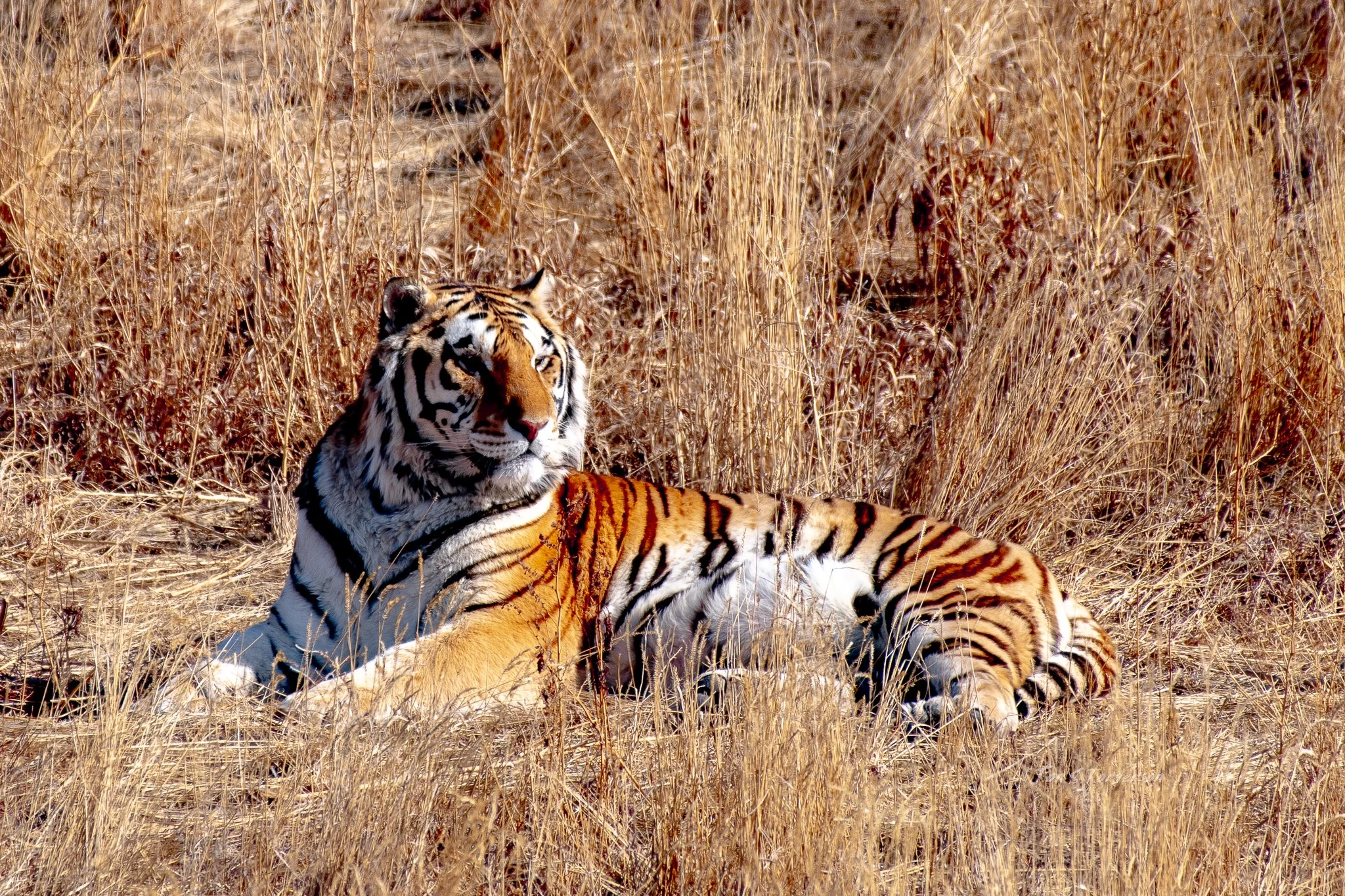 Wildlife — Jon S Torgerson Photography