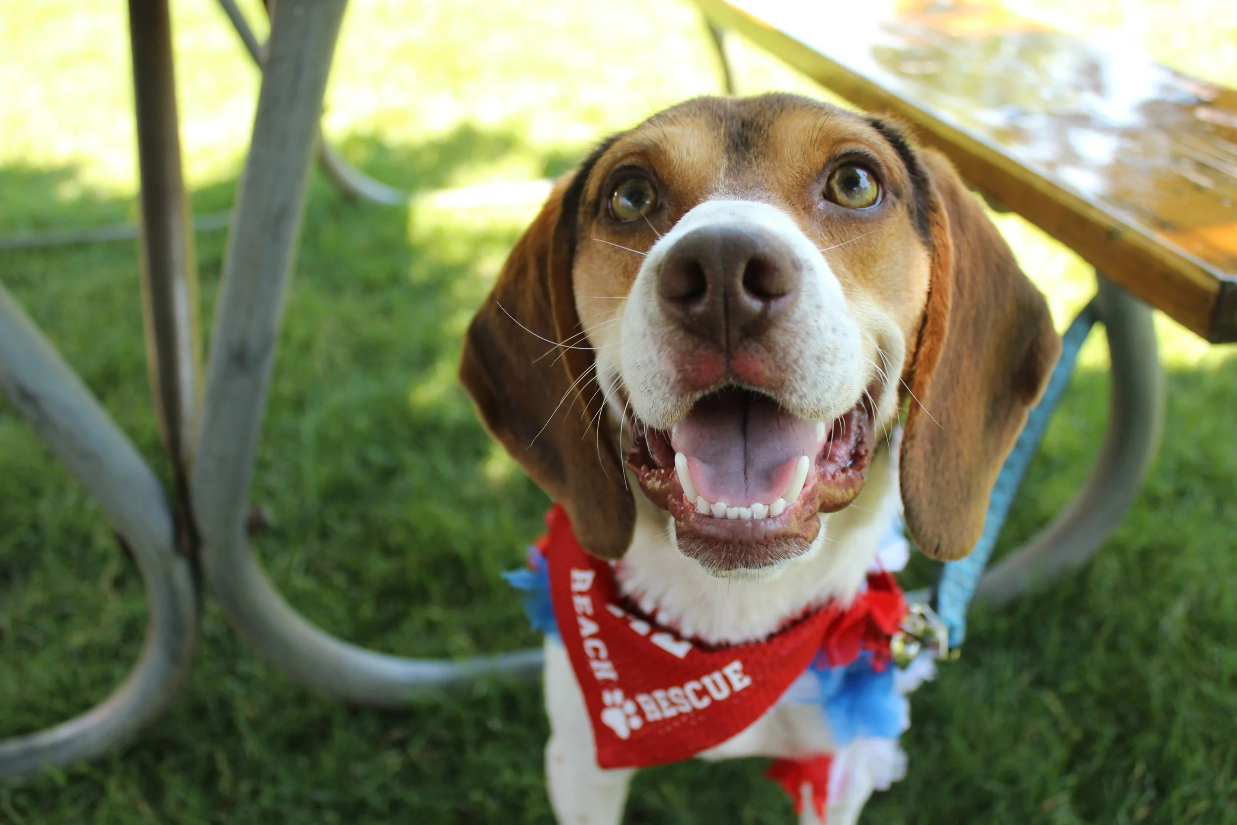 Adopt — Reach Rescue
