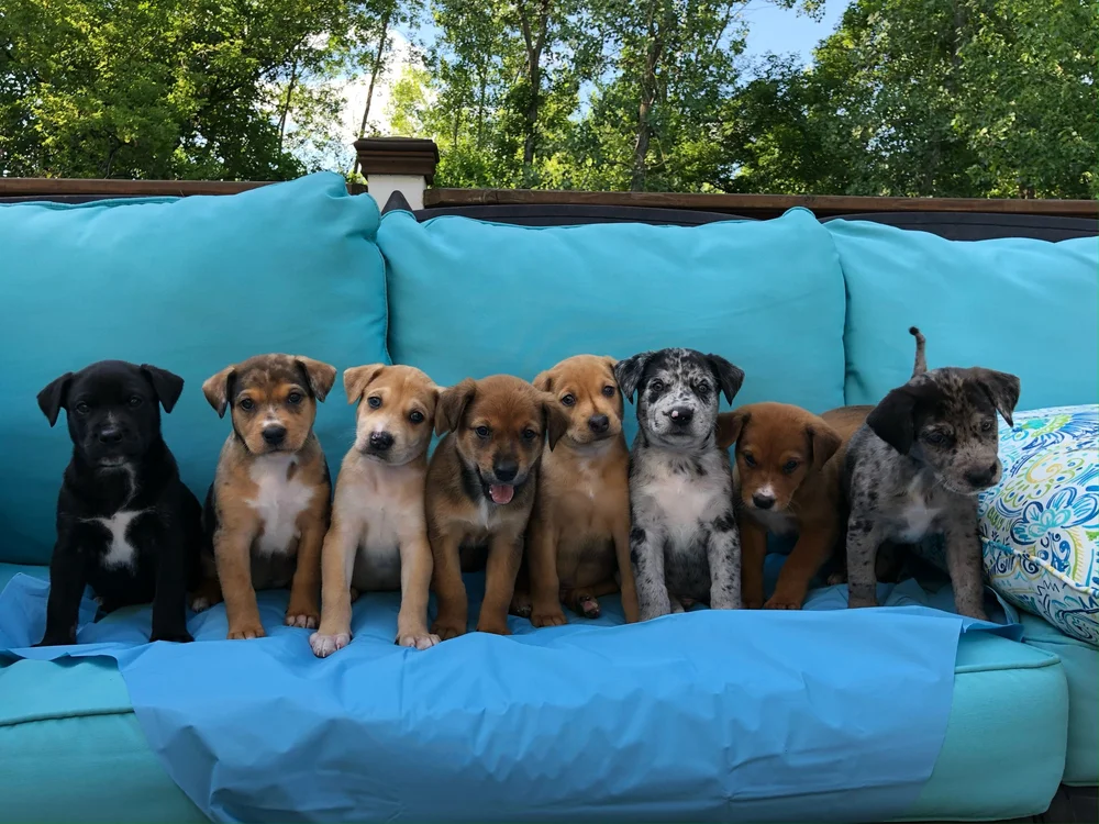 Adoptable Dogs — Reach Rescue