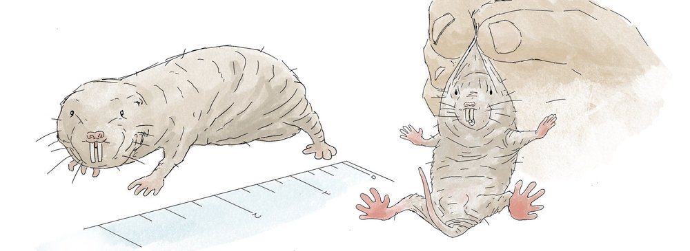 The Rise and Fall of the Naked Mole-Rats — CORTEX COLLECTIVE