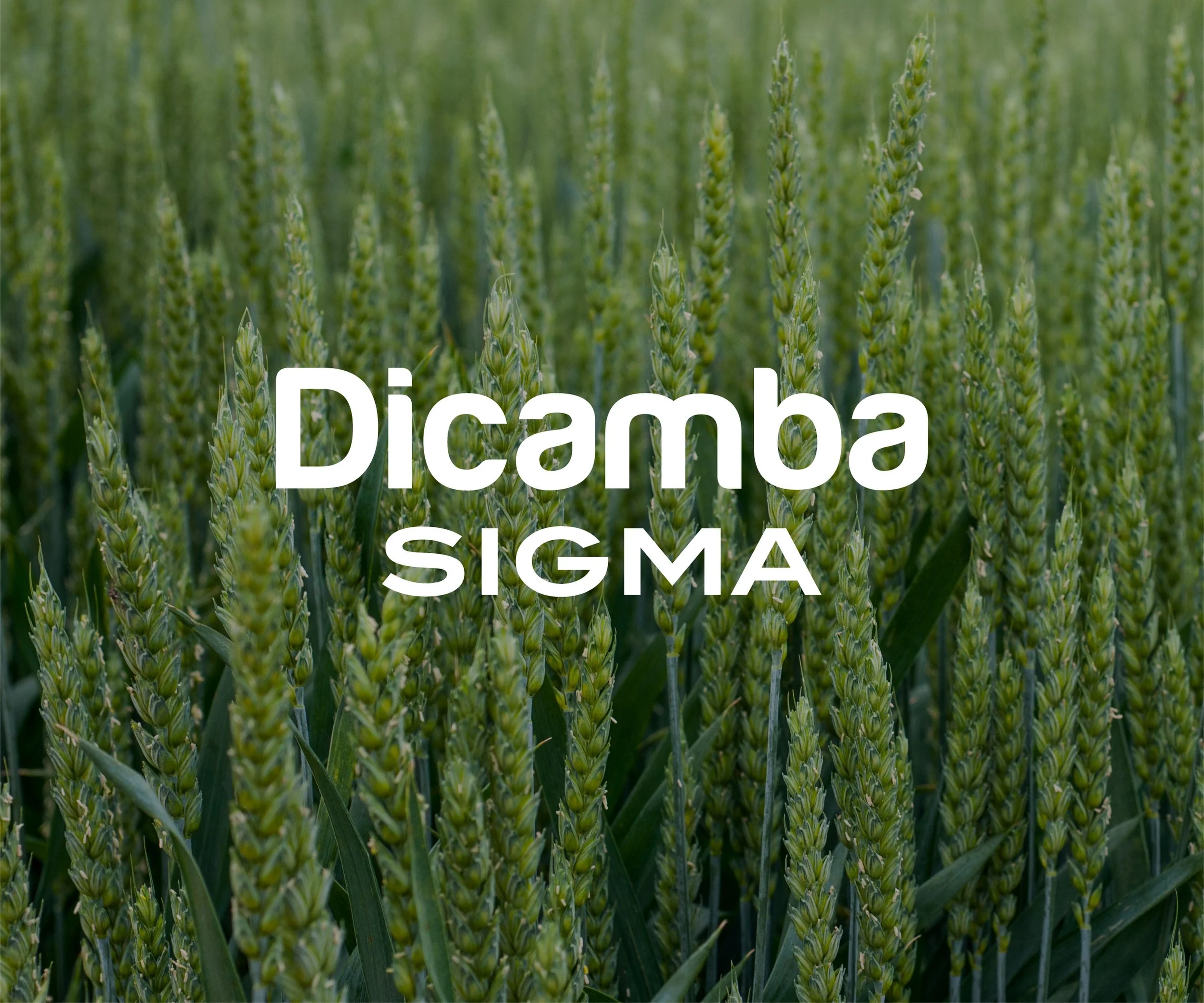DICAMBA SIGMA — sigma360