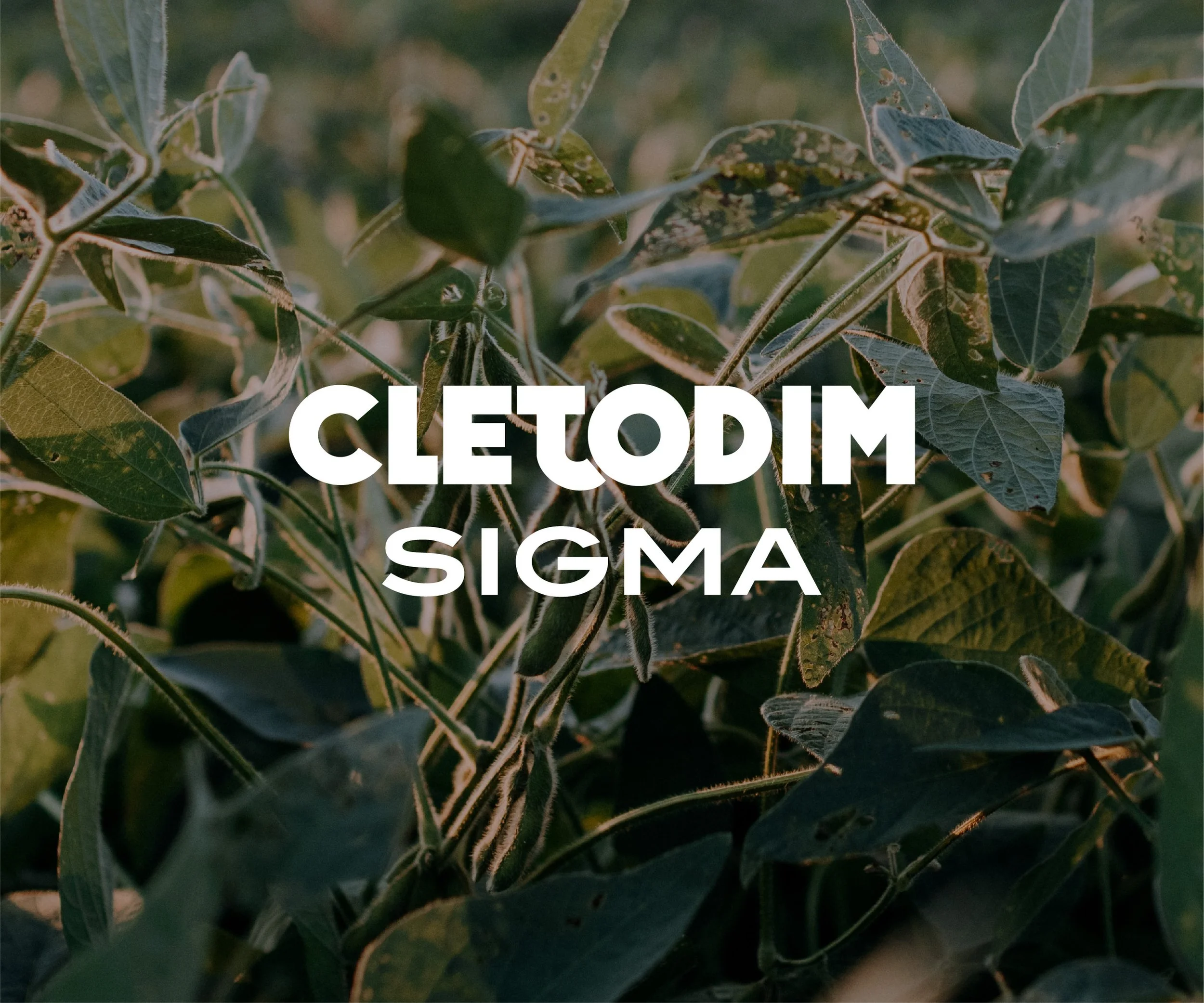 CLETODIM SIGMA — sigma360