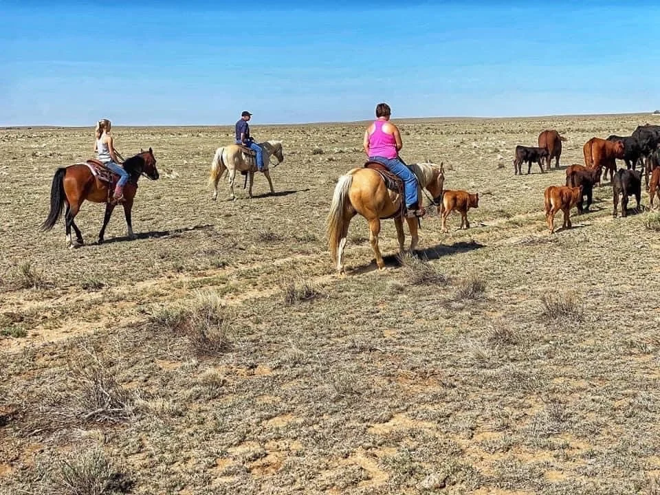 Winters Cattle Ranch | High Quality Black Angus Beef