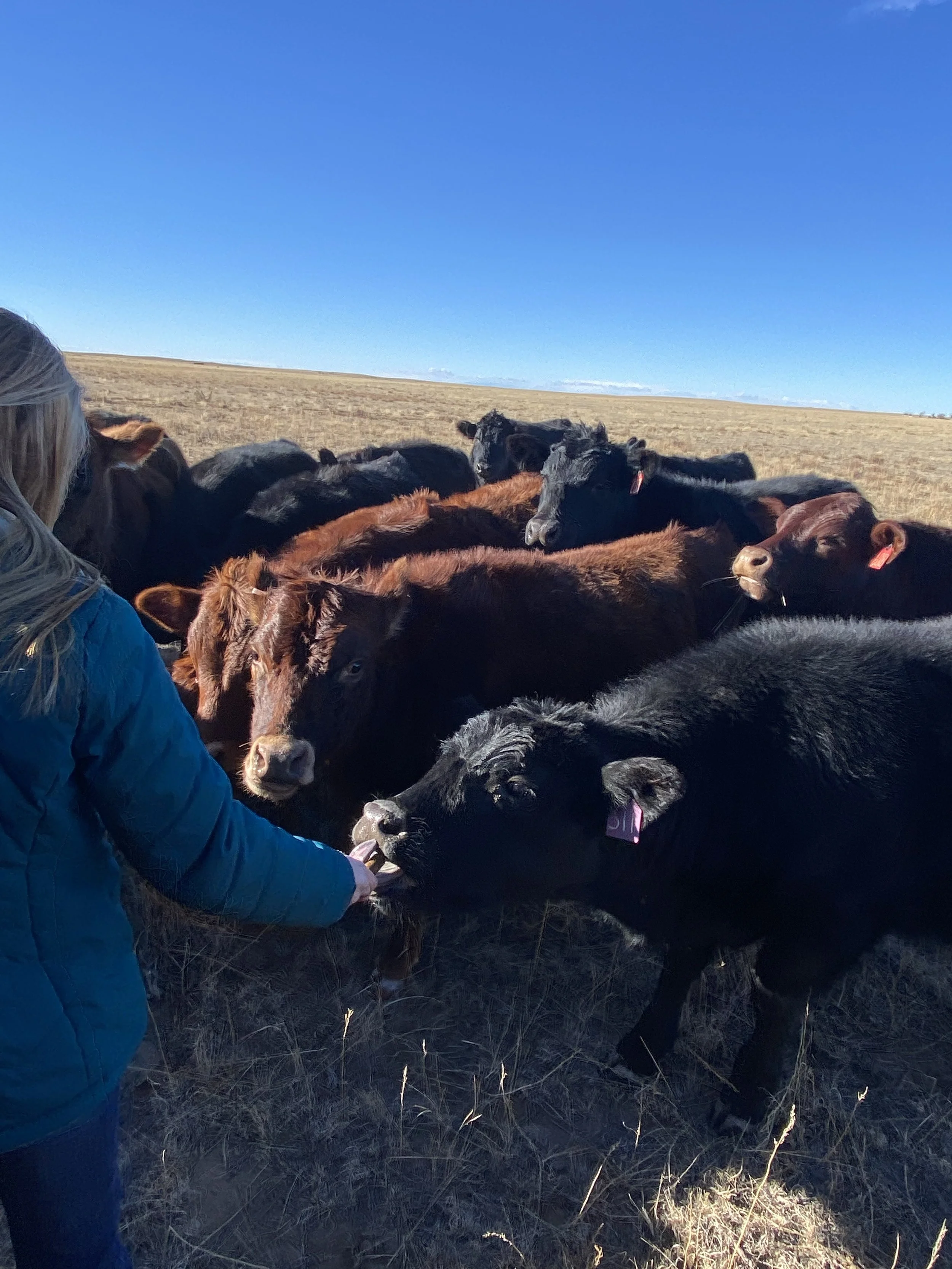 Winters Cattle Ranch | High Quality Black Angus Beef