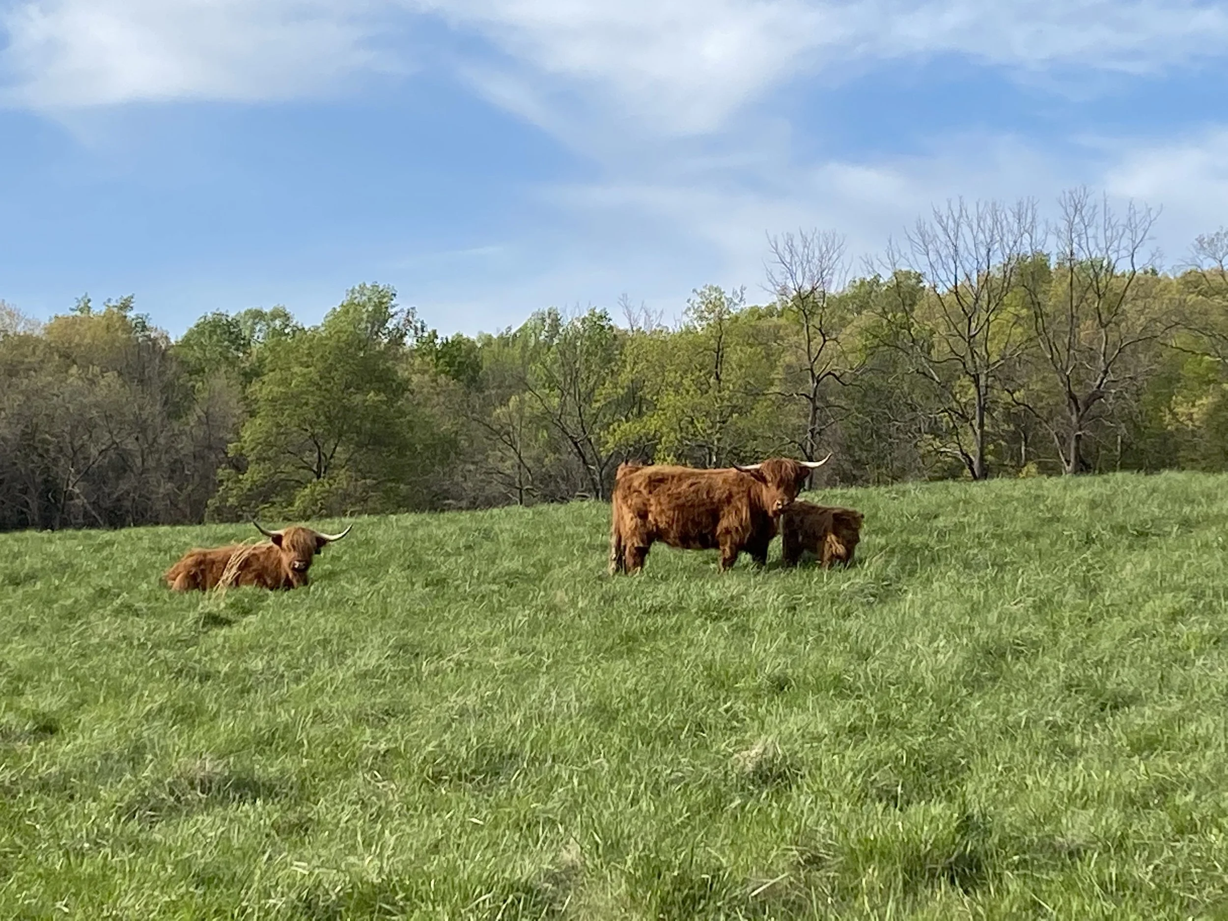Laz E Hill Farm | Grass-Fed Heritage Beef | USDA Inspected Pork & Chicken