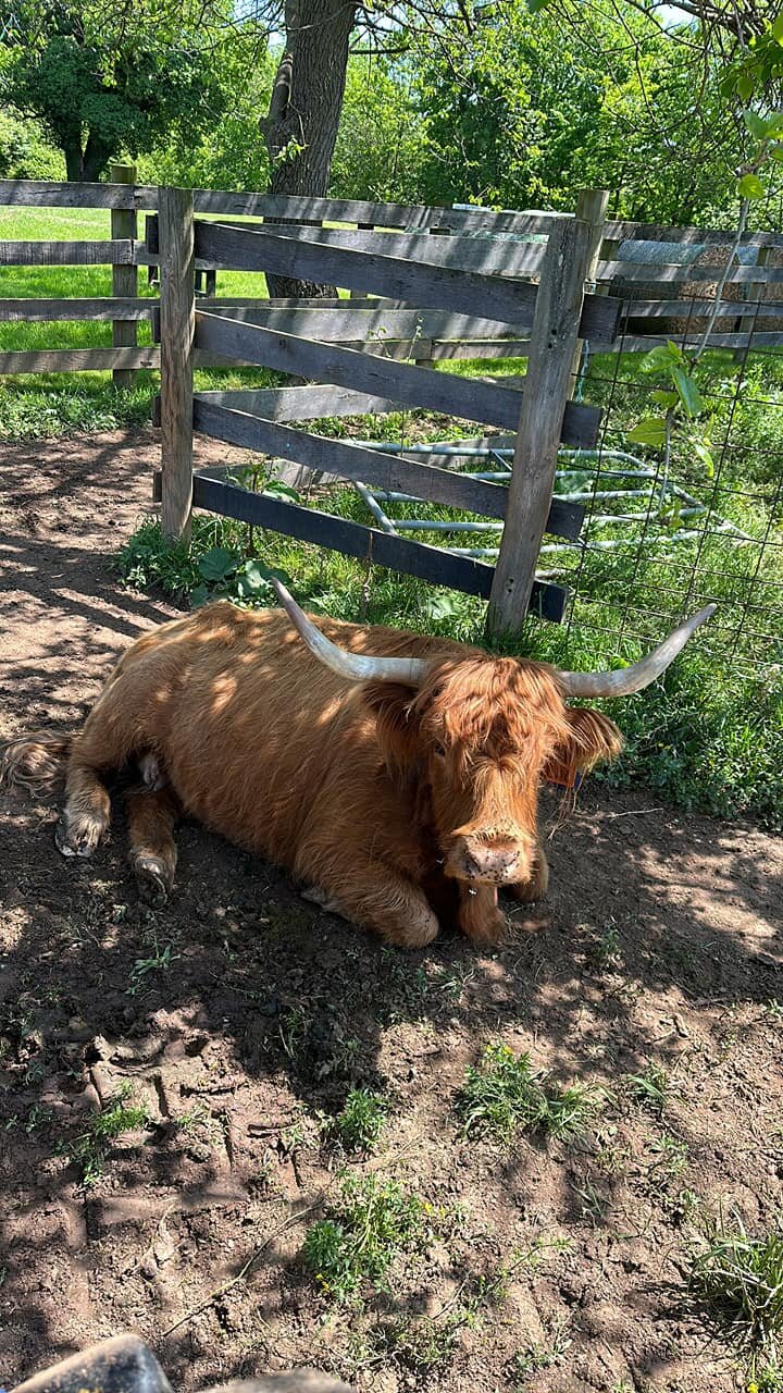 Laz E Hill Farm | Grass-Fed Heritage Beef | USDA Inspected Pork & Chicken