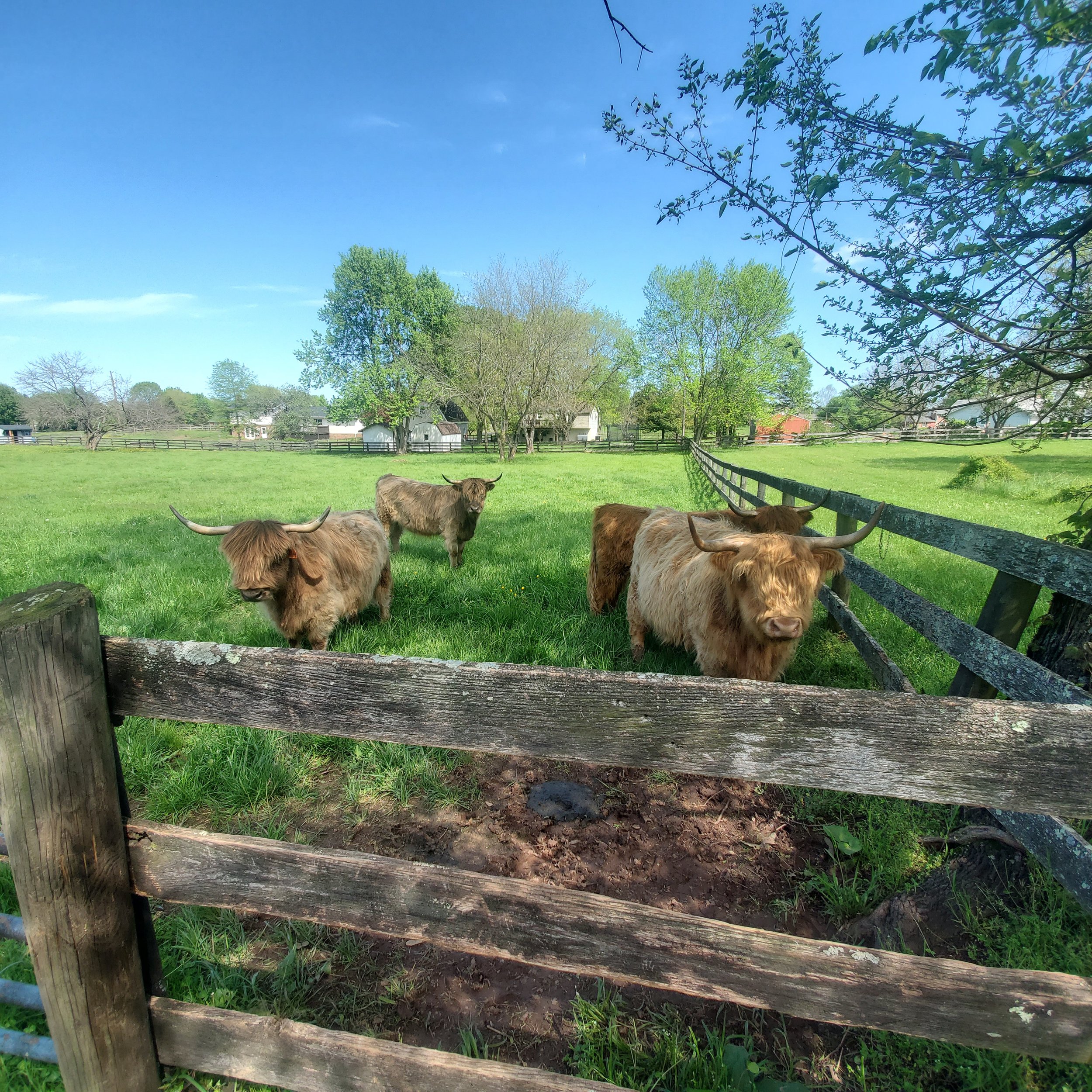 Laz E Hill Farm | Grass-Fed Heritage Beef | USDA Inspected Pork & Chicken