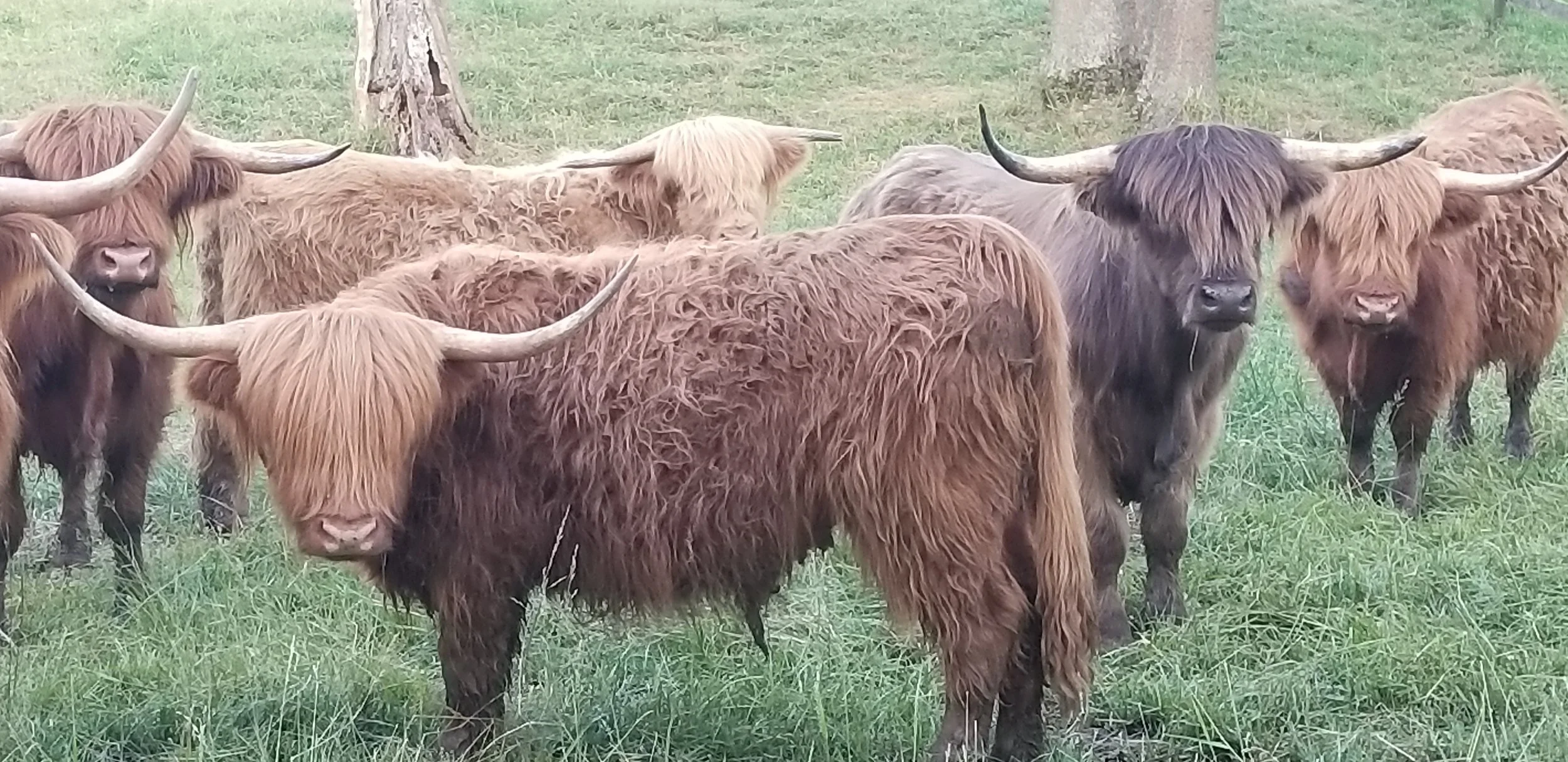 Laz E Hill Farm | Grass-Fed Heritage Beef | USDA Inspected Pork & Chicken