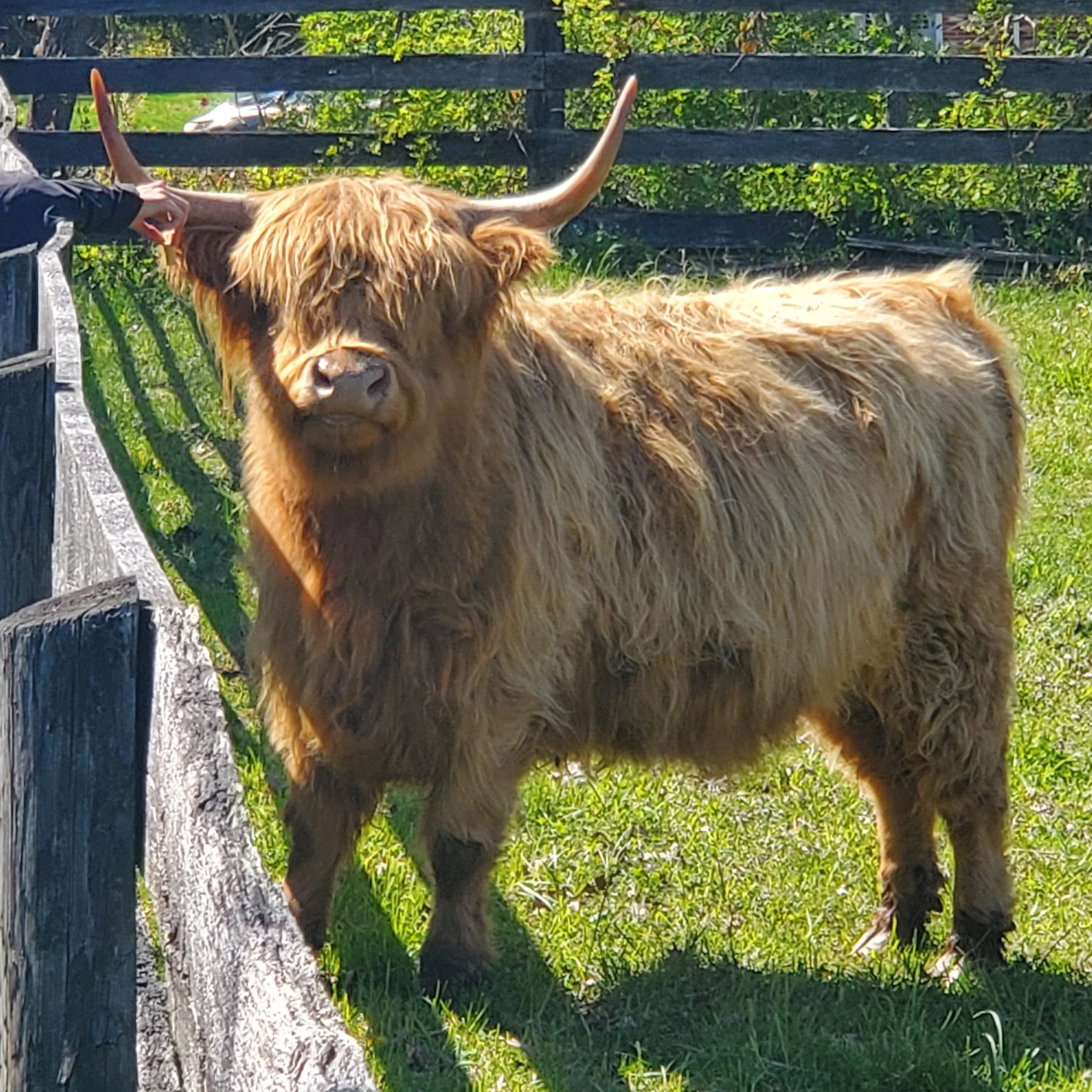 Laz E Hill Farm | Grass-Fed Heritage Beef | USDA Inspected Pork & Chicken