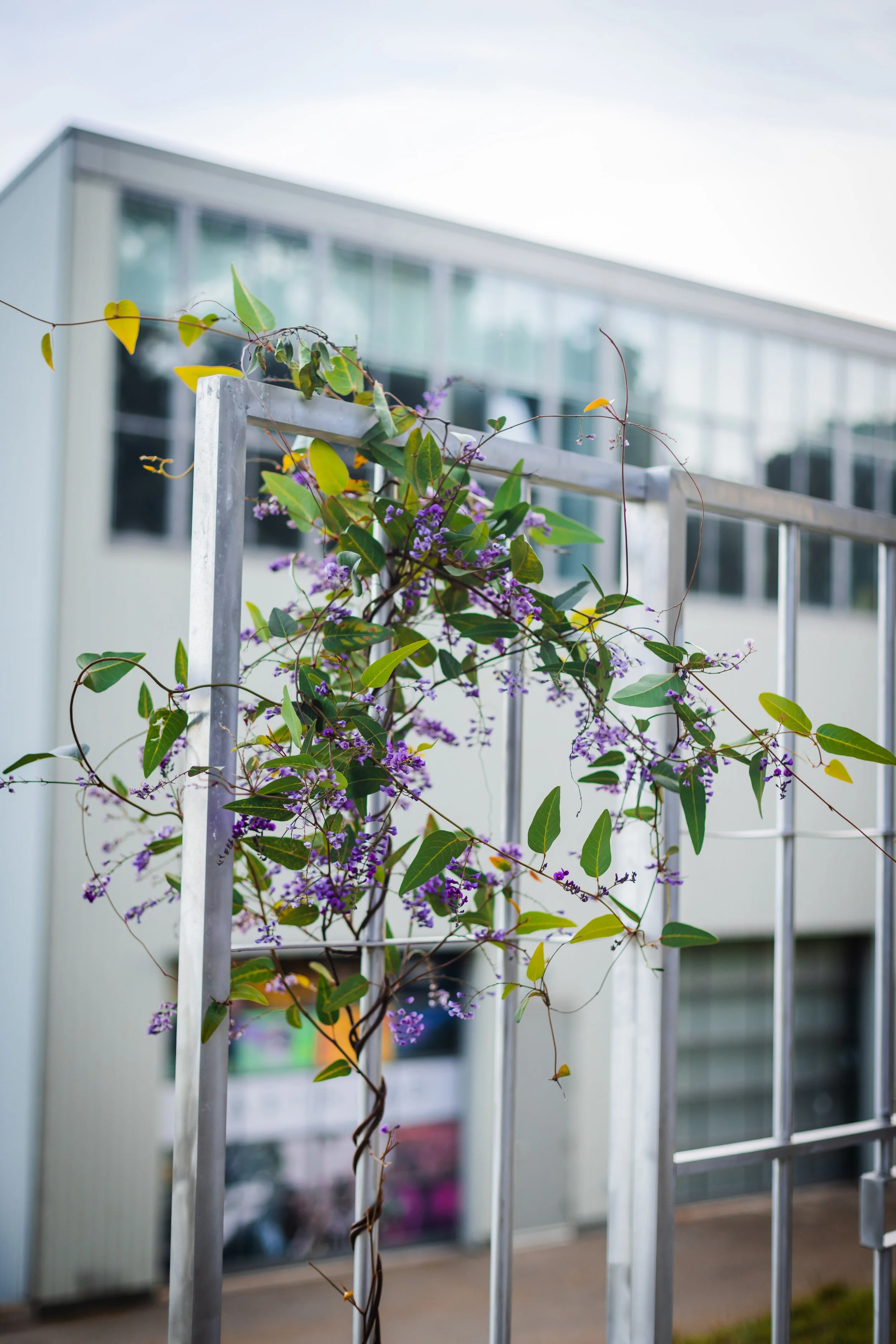 Solitary Garden — Free Tim Young