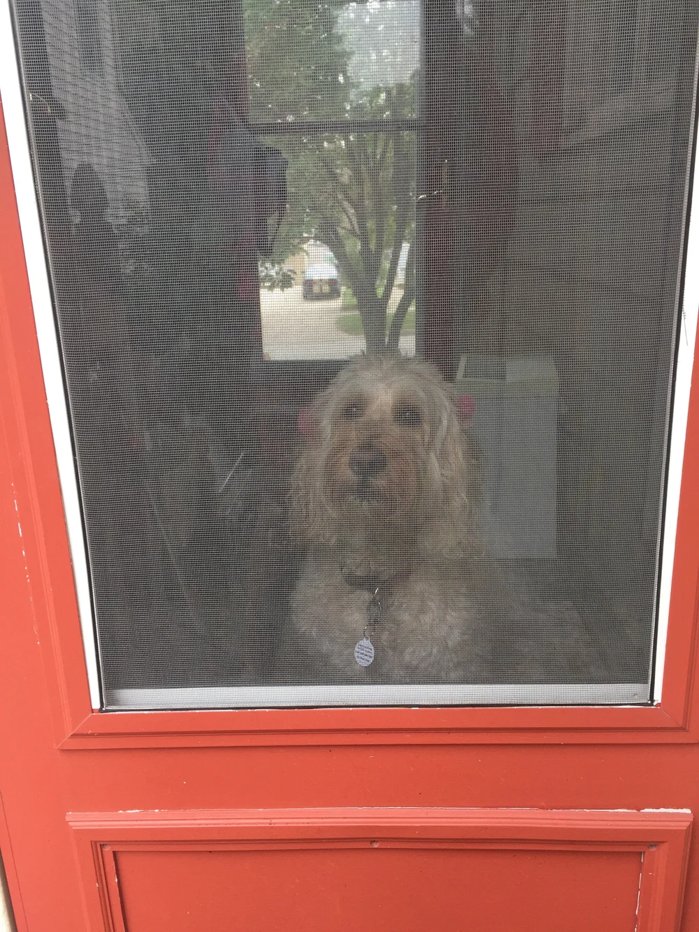 Book — Dogs by Dana