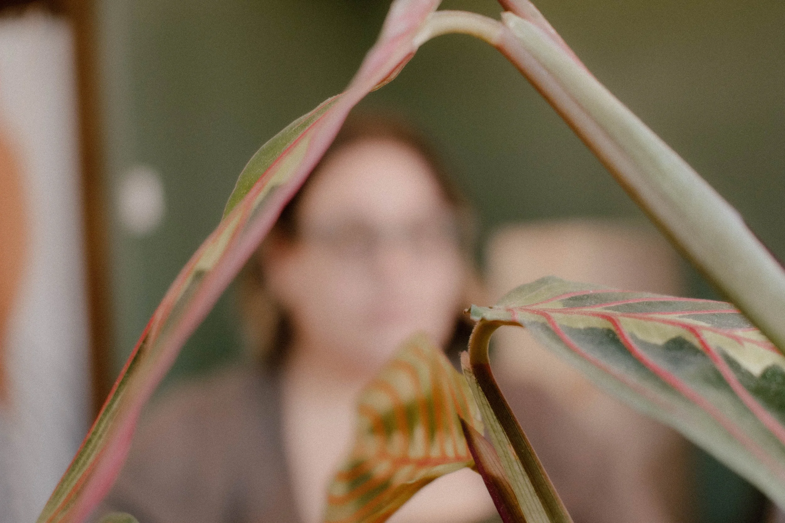 Services — Honey Bee Grooming