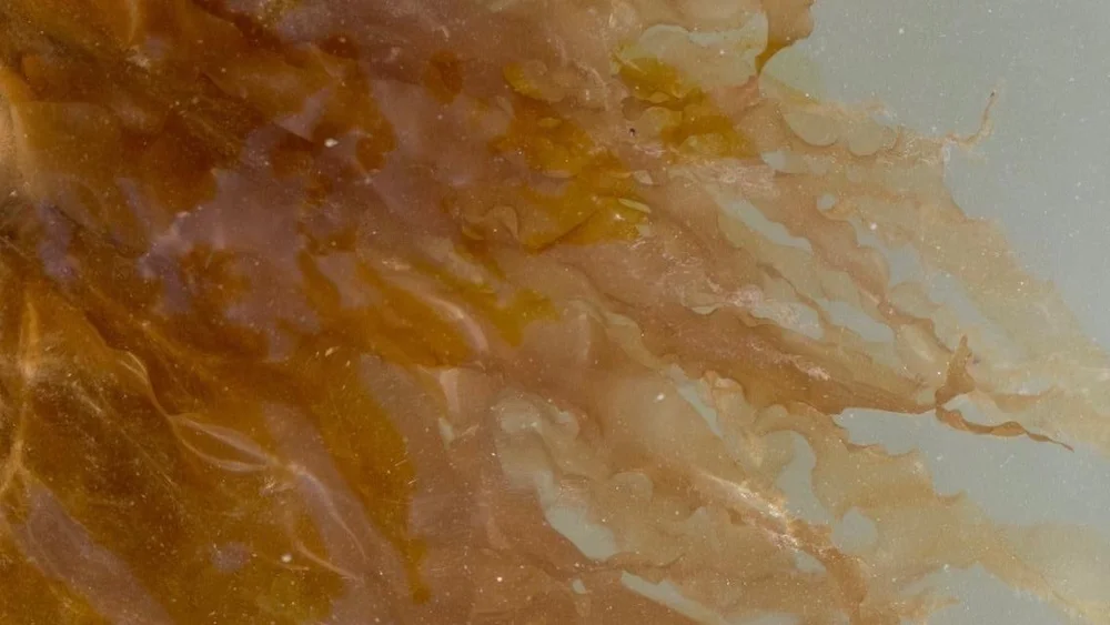 Menu — Shinnecock Kelp Farmers