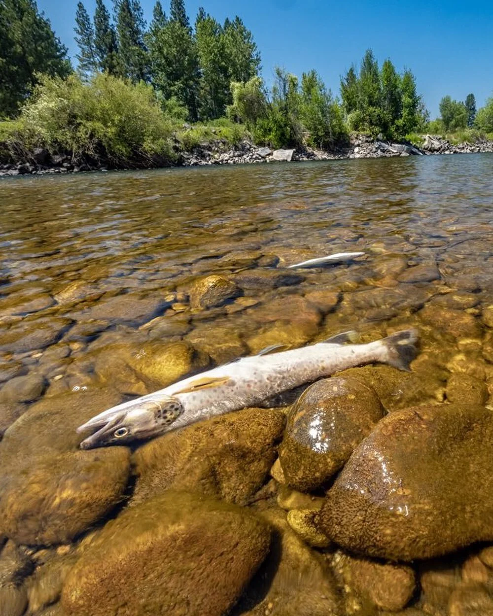 The American Fly Fishing Trade Association