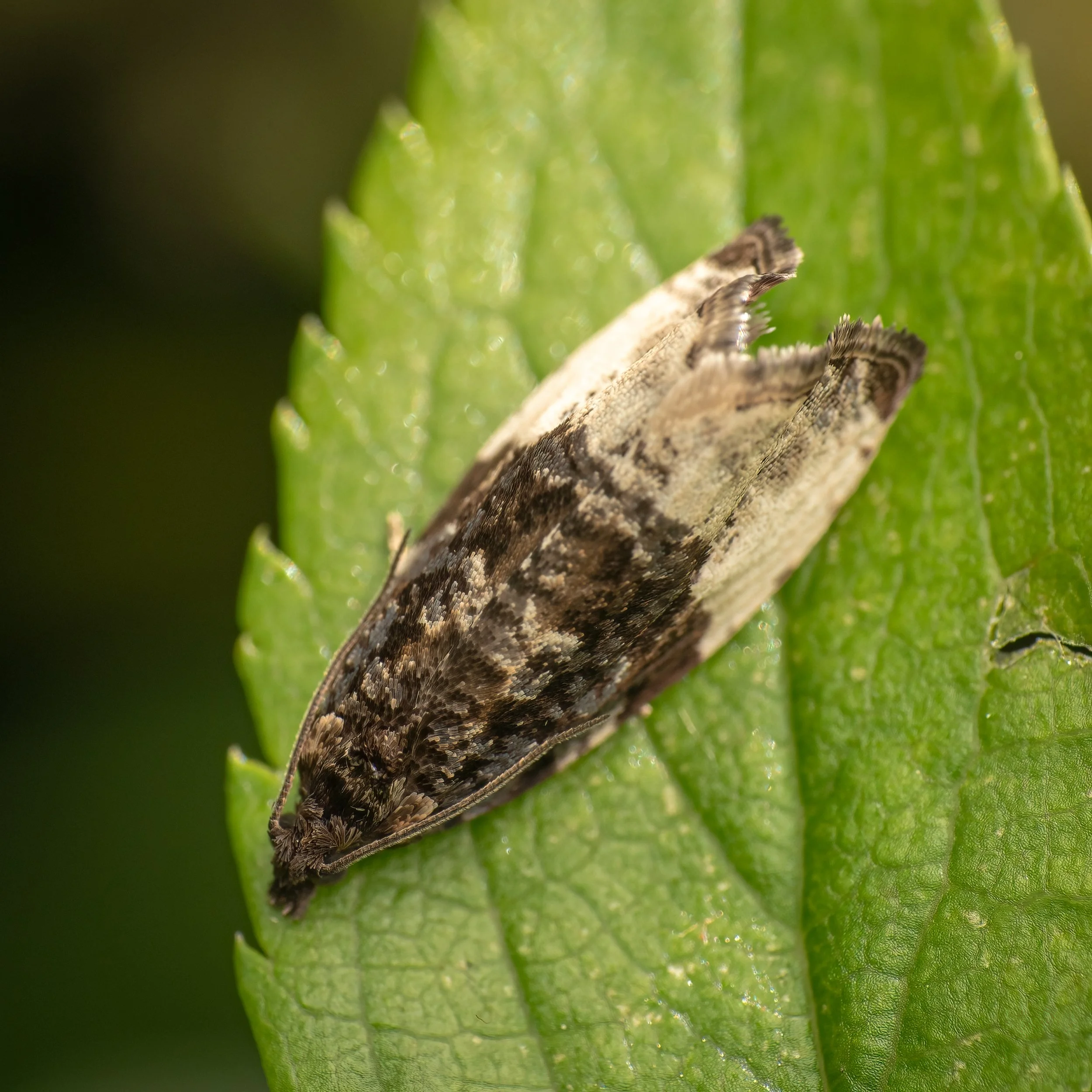 Harston, 2023/05/26 — Jack Reginald Soldano Photography