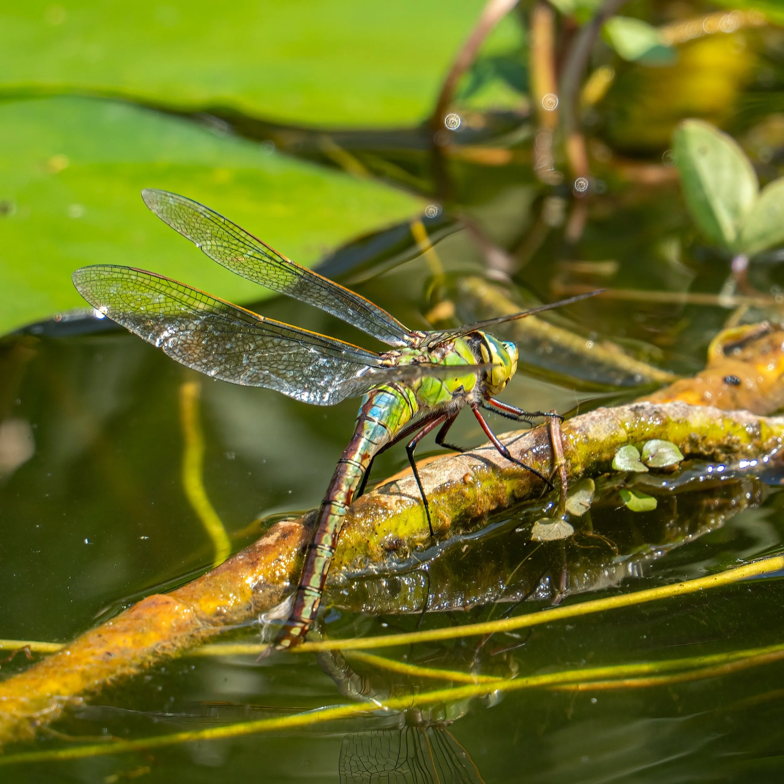 Sandy The Lodge RSPB, 2023/06/25 — Jack Reginald Soldano Photography