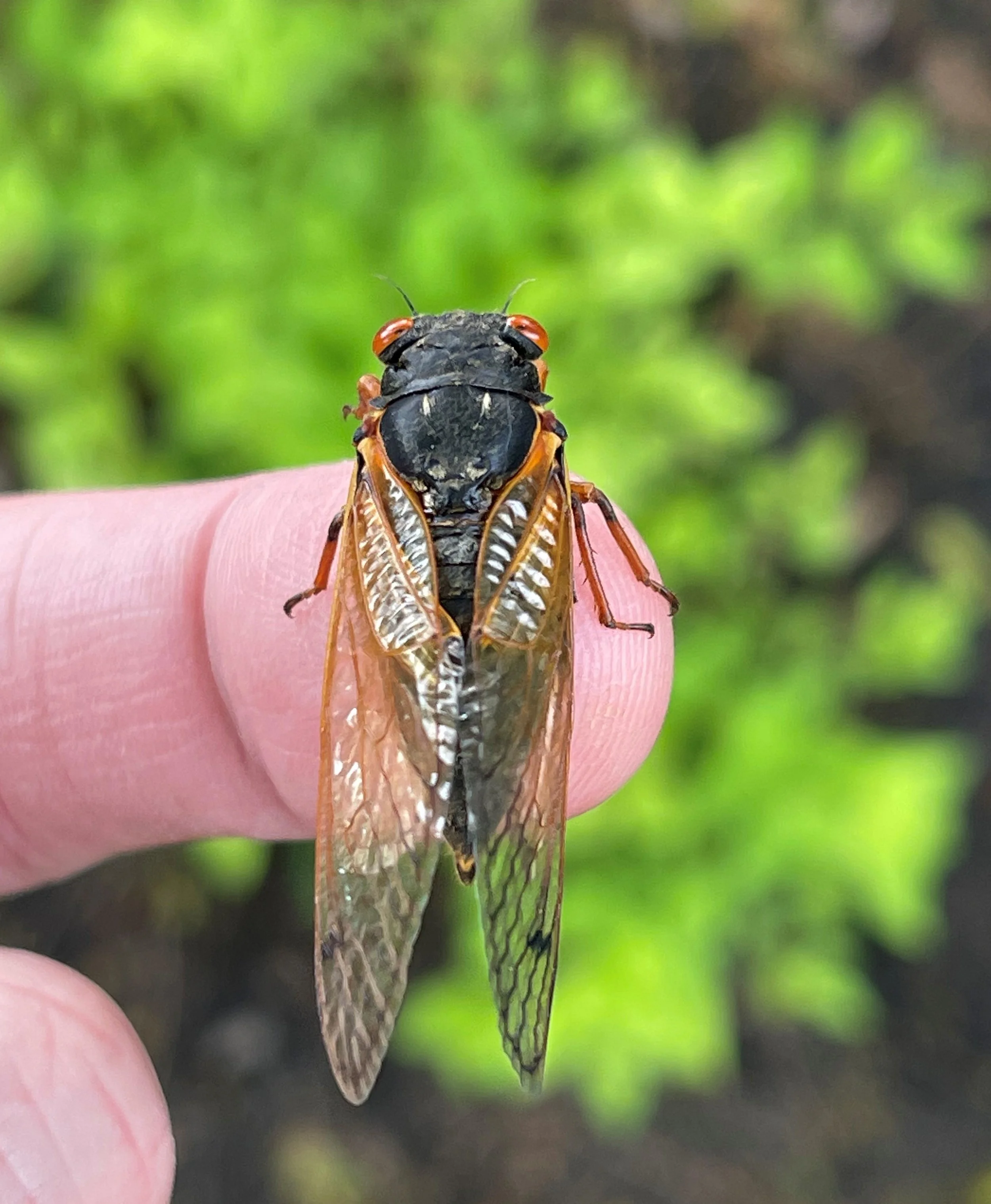 Patience (part 1): Lessons of the 17-year cicada — Ken May, MD, PhD