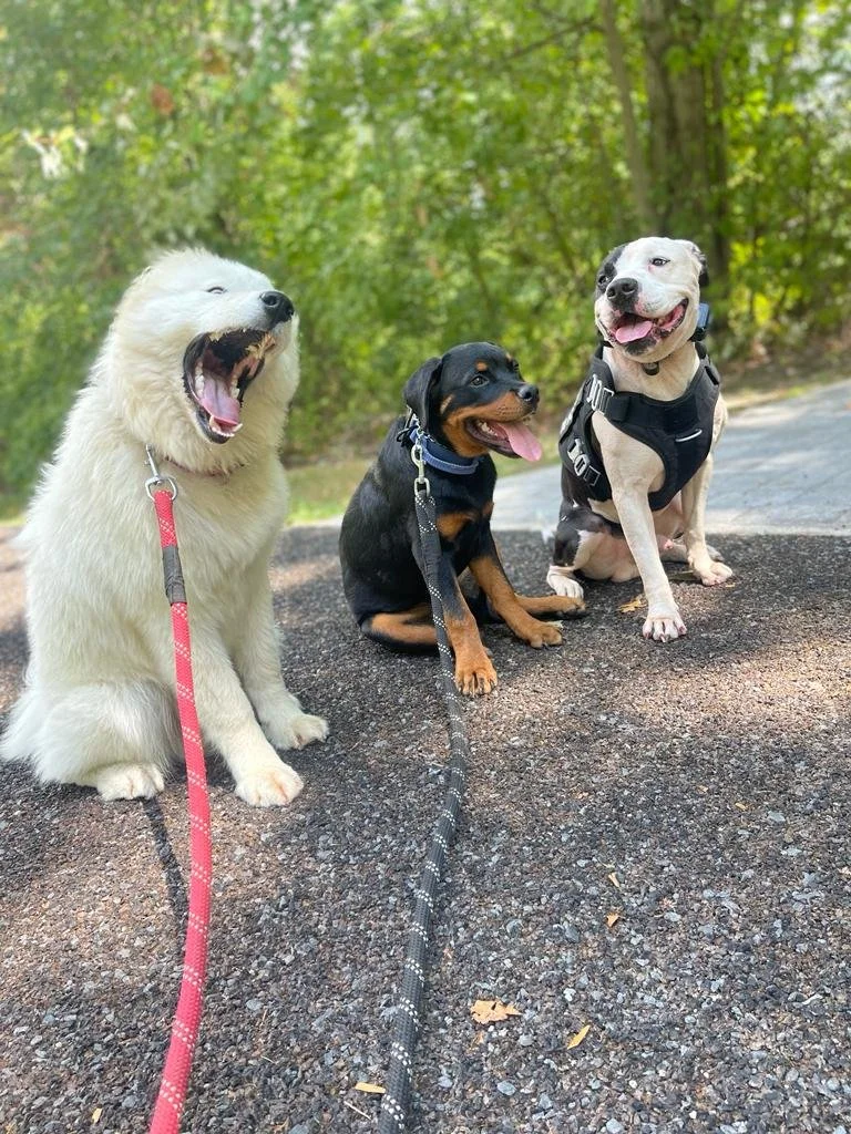 Training — K9Nanni