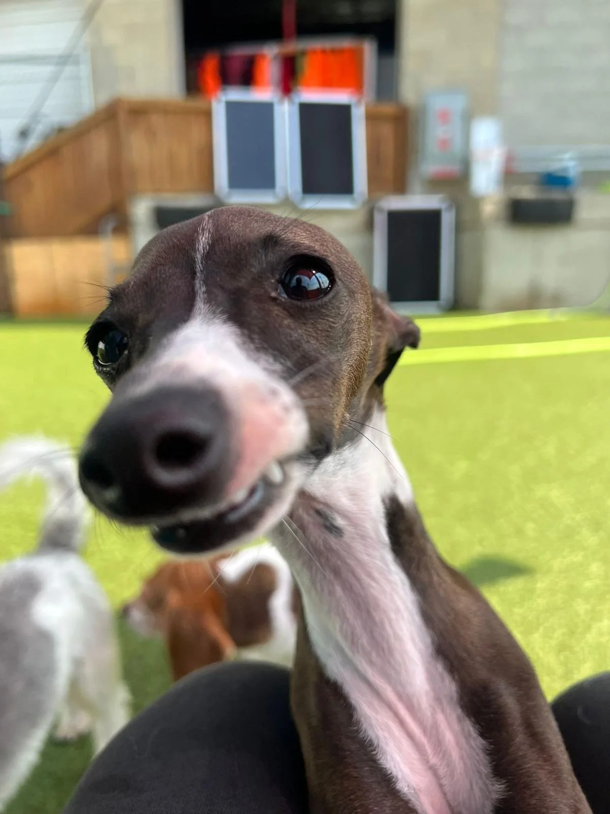 Italian Greyhound Smiling Kermit