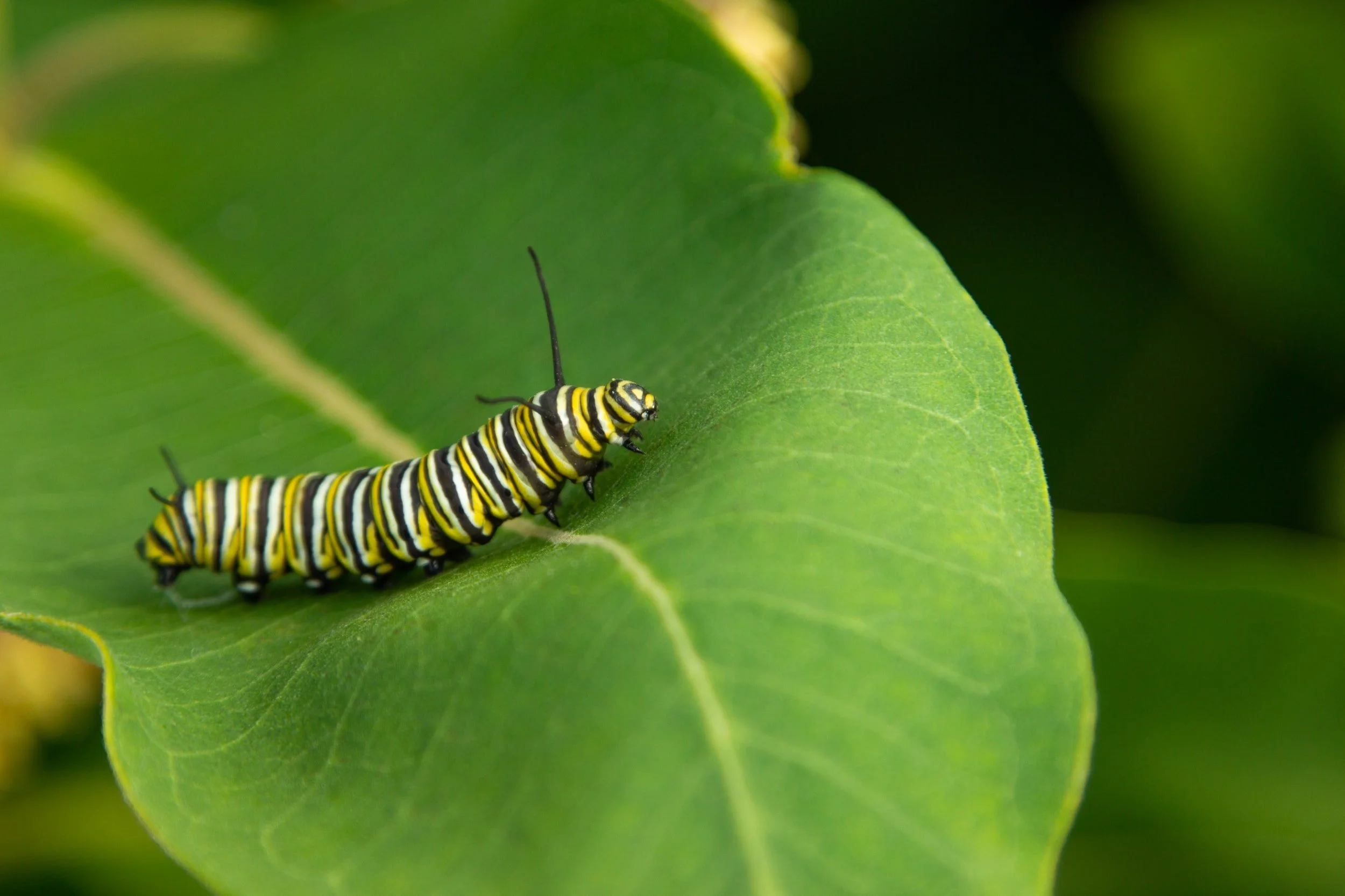 Learn about the Monarchs — Monarch Defenders