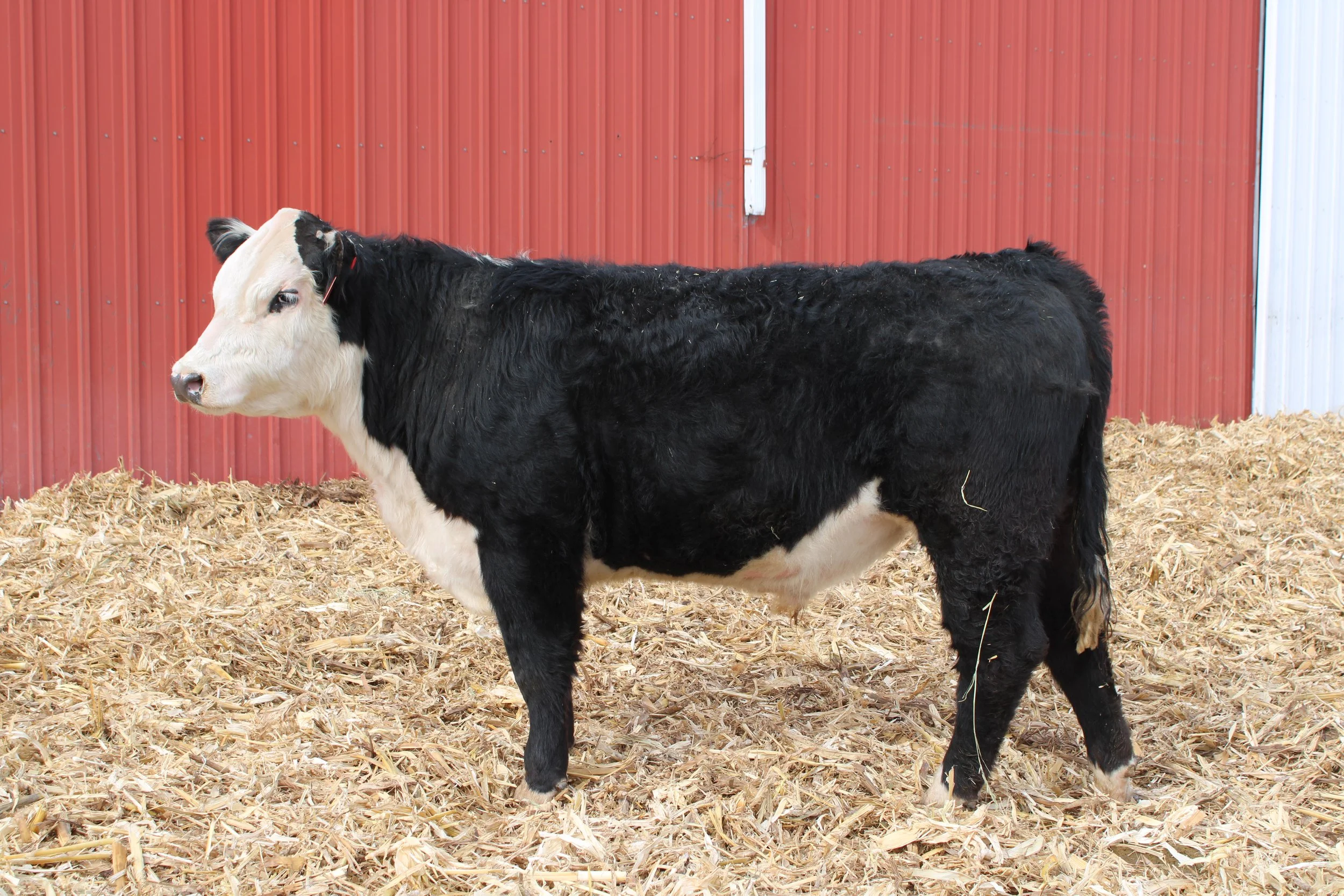 Gallery 3 — HI/ Cattle Co.