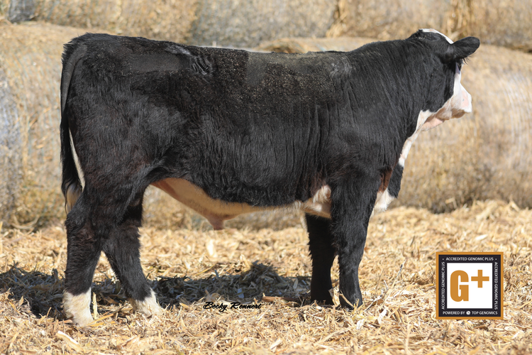 HI/ Cattle