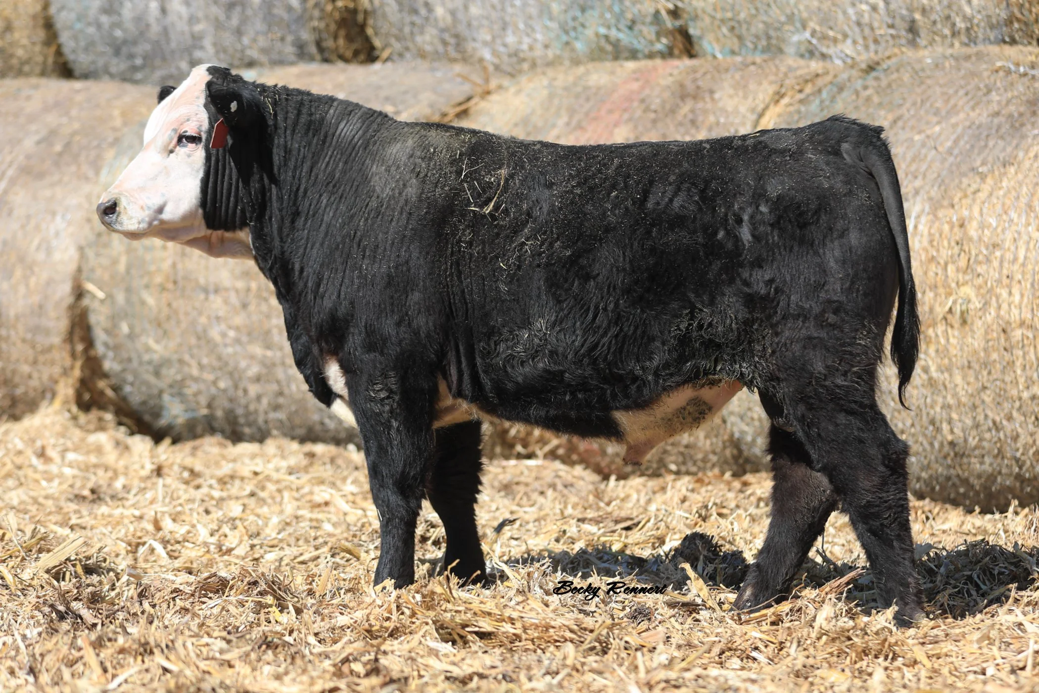 HI/ Cattle