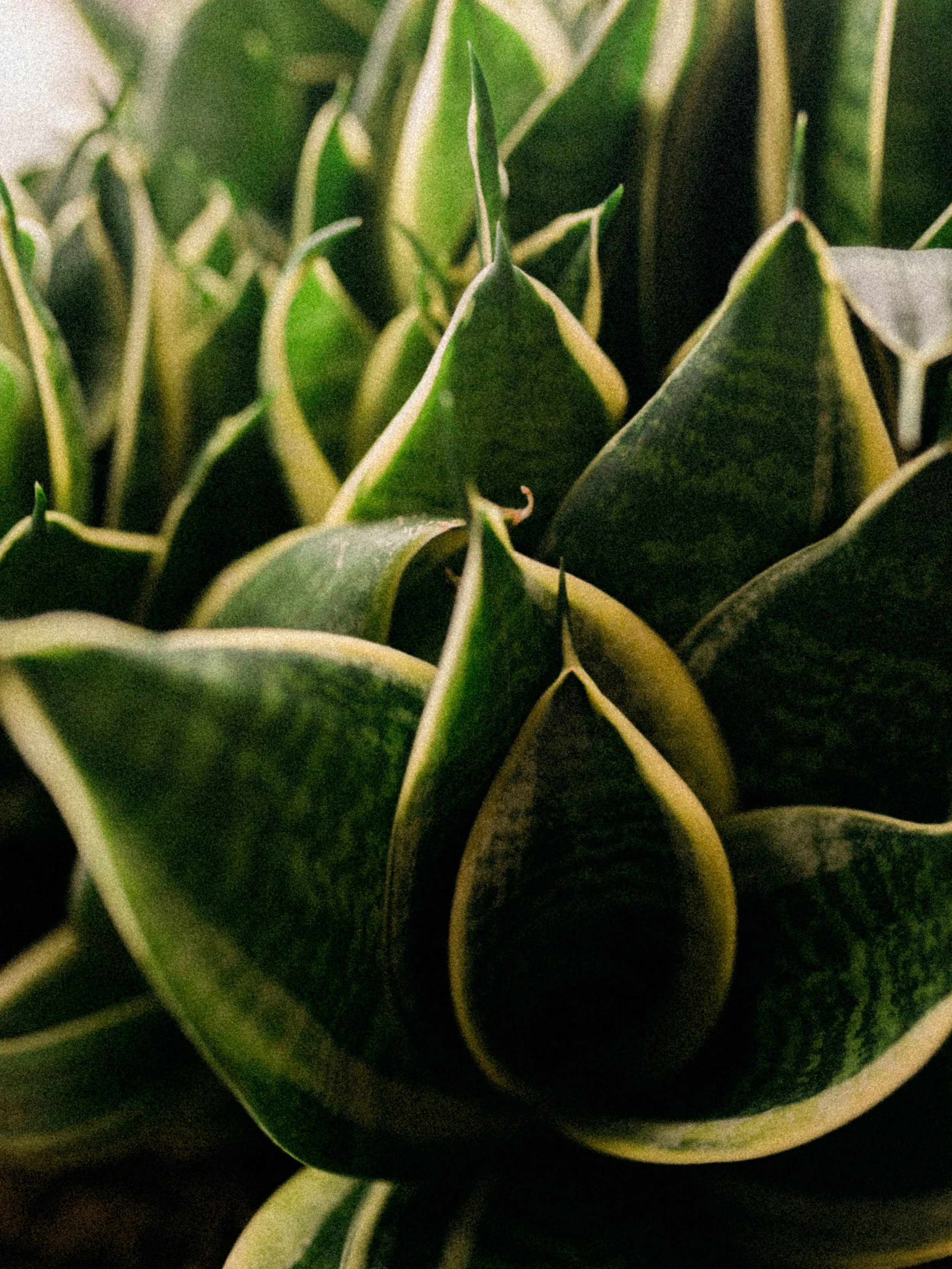 The Den Modern Apothecary: Environmentally friendly hair salons — STONE FOX