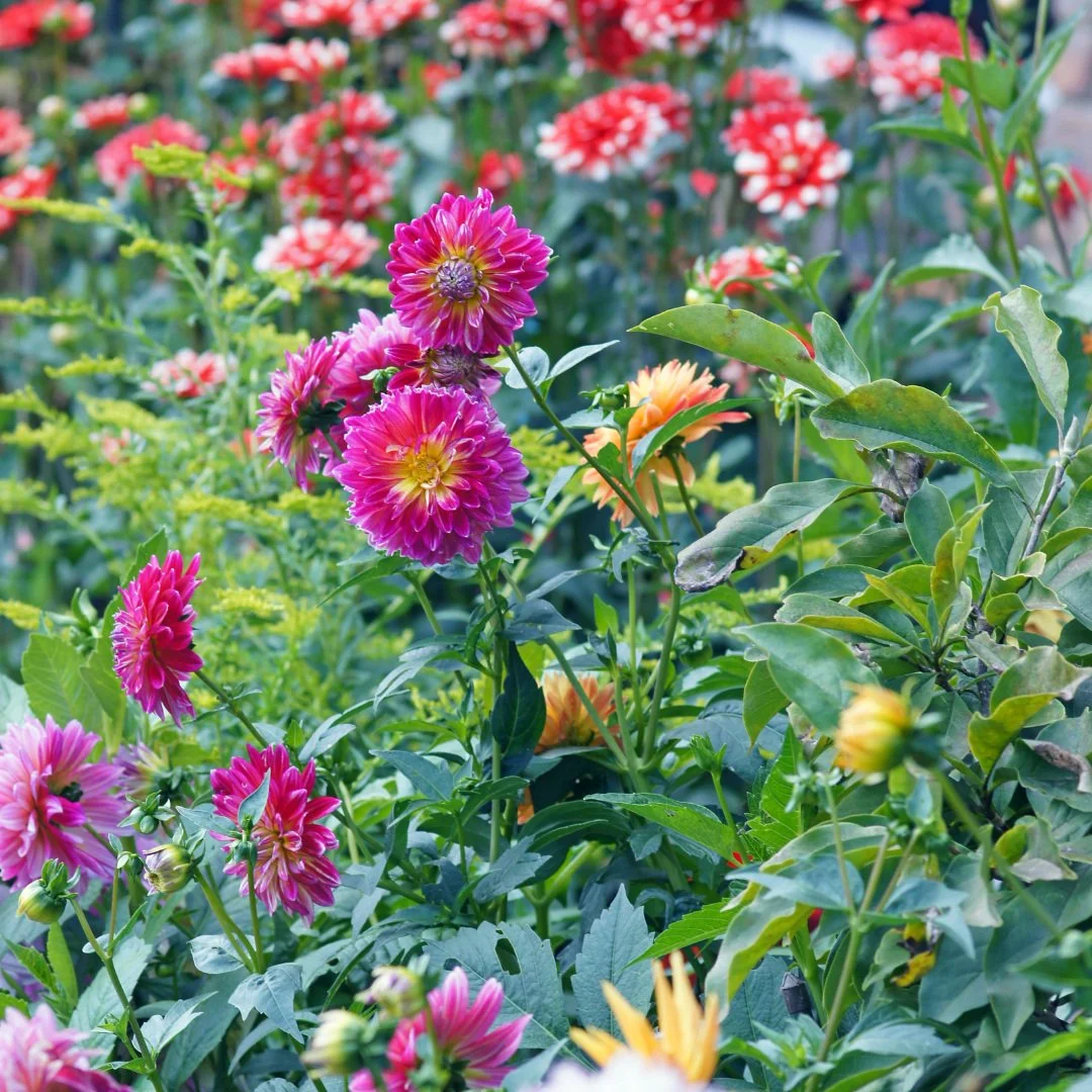 A Cut Flower Conundrum: Do Cut flowers help Mother Earth? — The Seeded ...