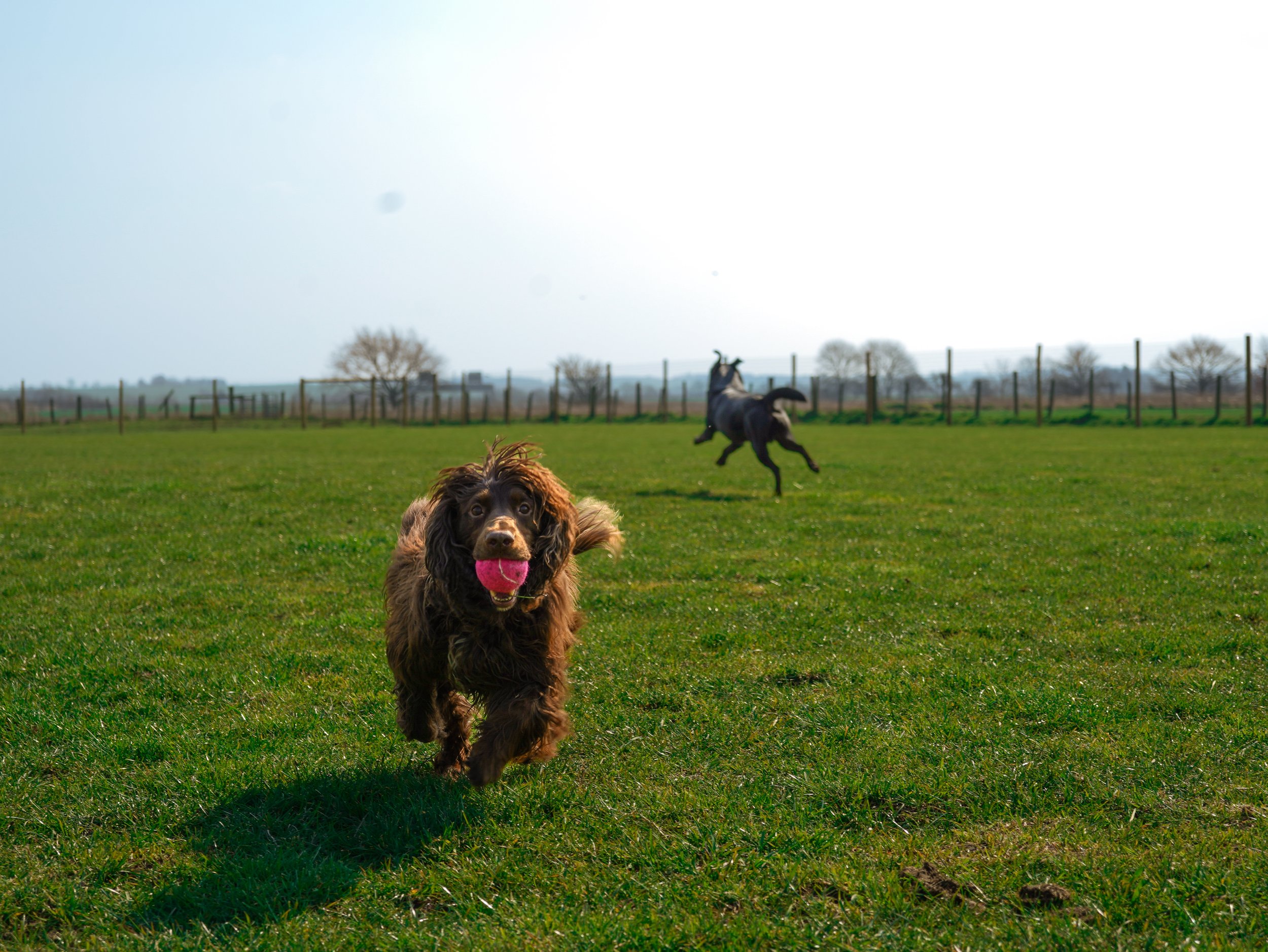 Dog Walking Field Fenstanton